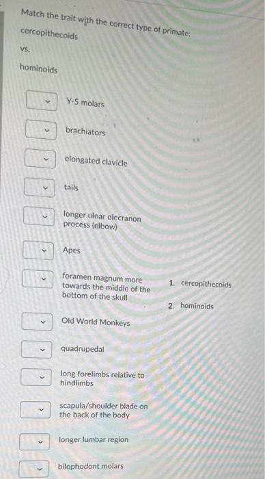 Solved Match the trait with the correct type of primate: | Chegg.com