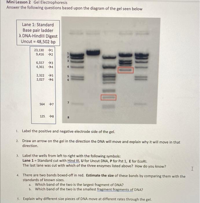 Solved Mini Lesson 2 Gel Electrophoresis Answer the | Chegg.com