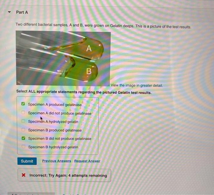 Solved Part A Two different bacterial samples, A and B, were | Chegg.com