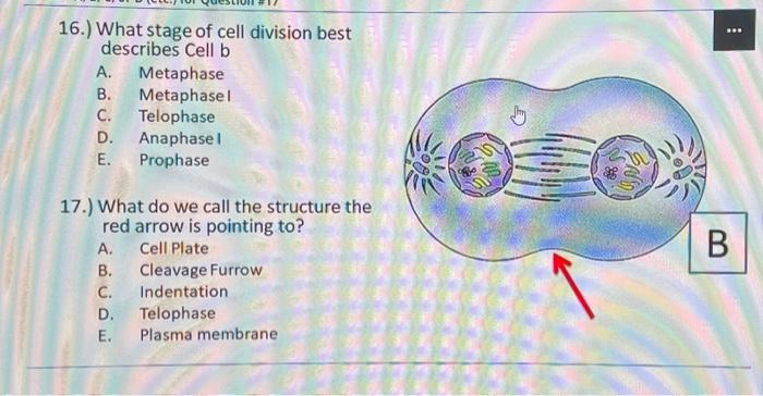 Solved 16.) What stage of cell division best describes Cell | Chegg.com