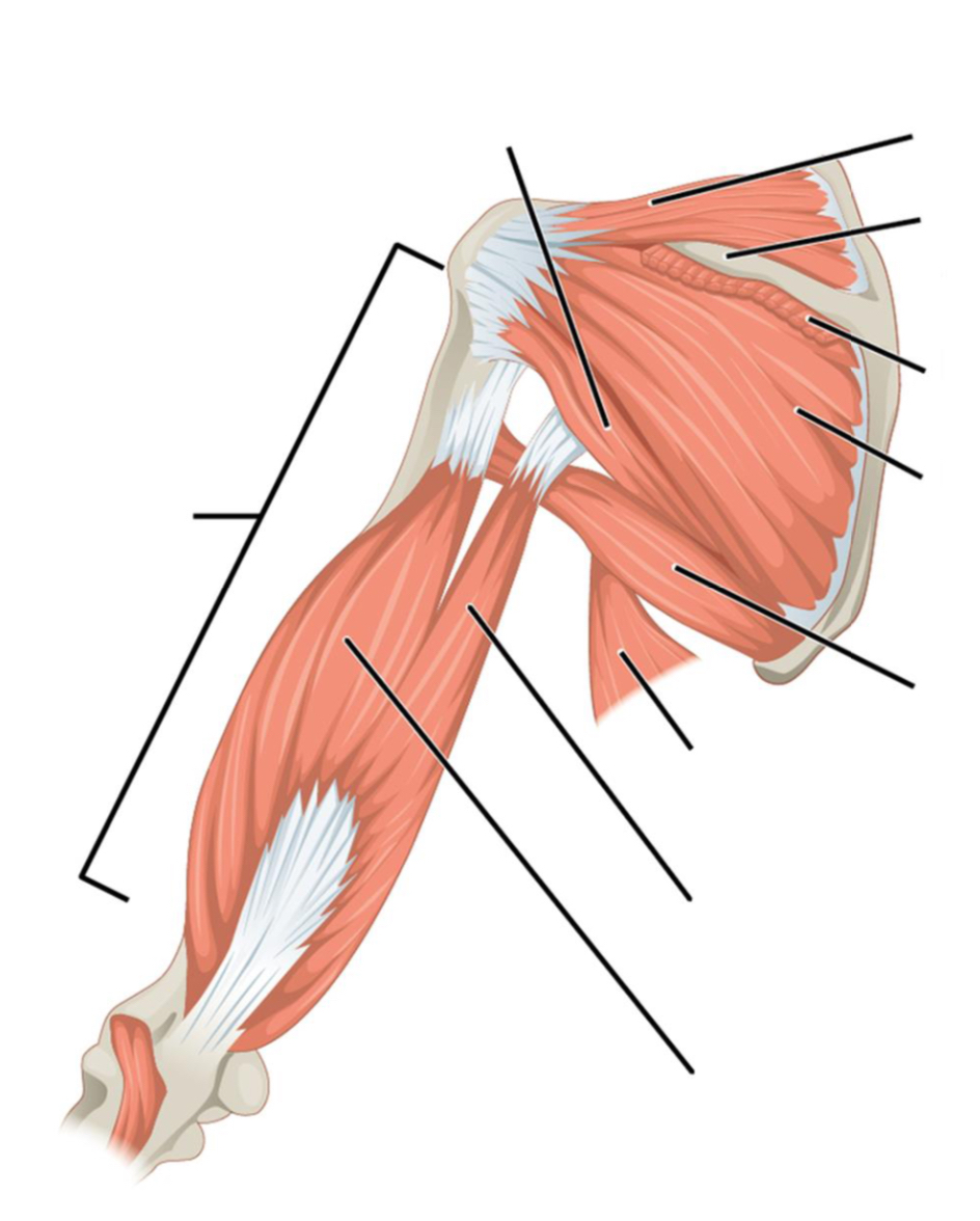 Solved Please label the indicated muscles on the diagram | Chegg.com