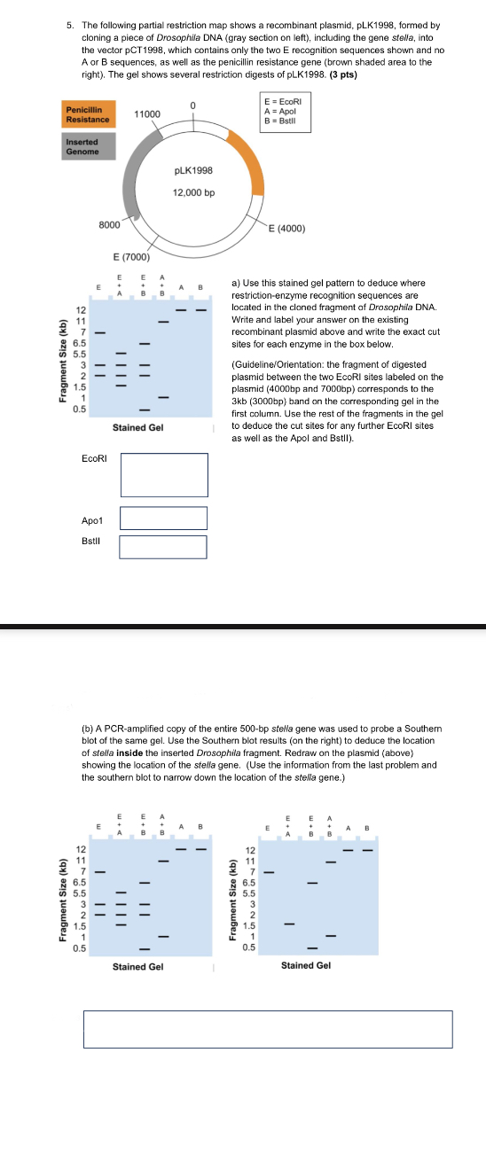 Solved The following partial restriction map shows a | Chegg.com