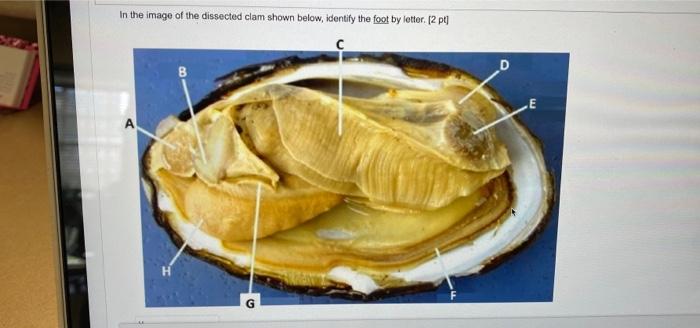 Solved In the image of the dissected snail shown below, | Chegg.com