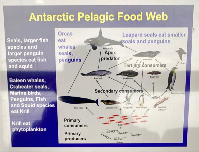 Solved Antarctic Pelagic Food WebWhich species in this food | Chegg.com