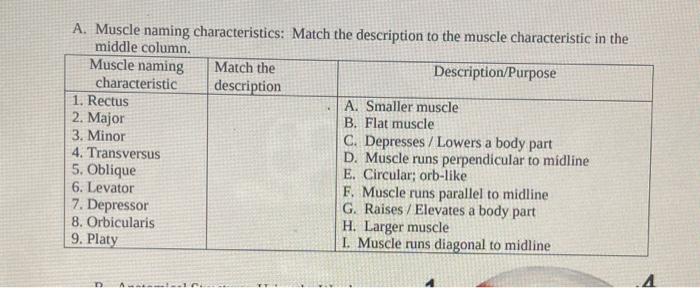 Solved A. Muscle naming characteristics: Match the | Chegg.com