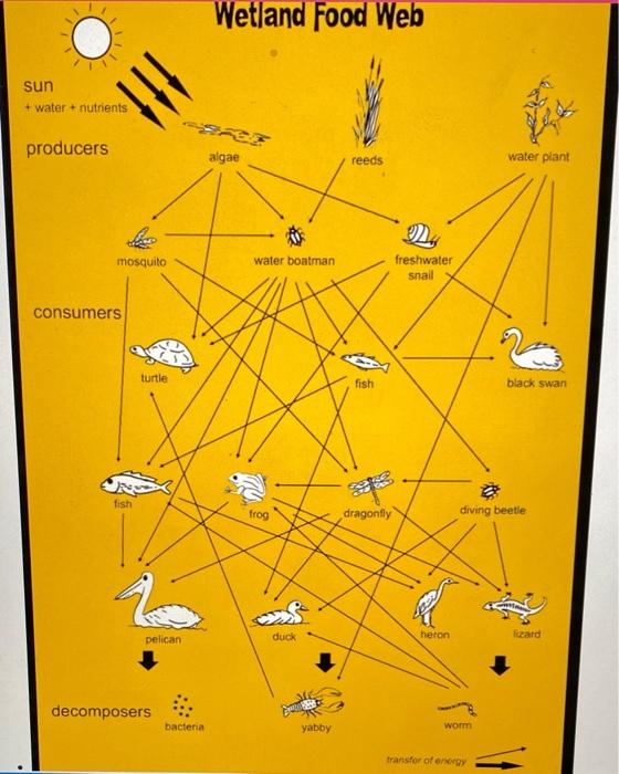 Freshwater Food Web Diagram
