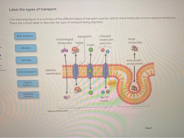 Solved Label the types of transport The following figure is | Chegg.com