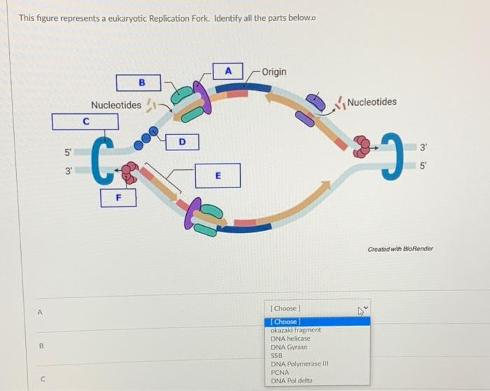 Solved This figure represents a eukaryotic Replication Fork. | Chegg.com