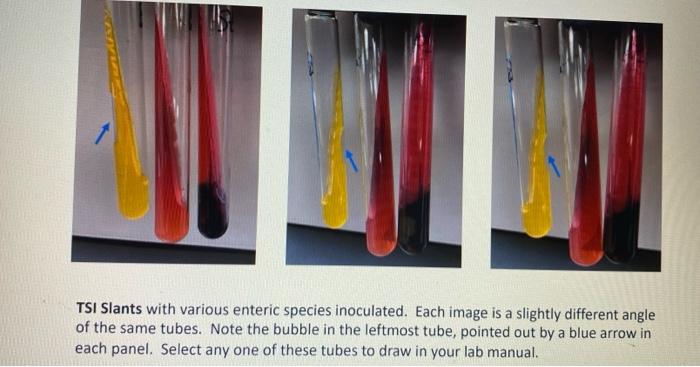 Solved MacConkey Agar inoculated with Citrobacter freundi | Chegg.com