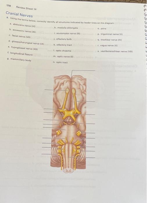 Solved Heviow Sheet 14 Cranial Nerves 9. Using the terms | Chegg.com