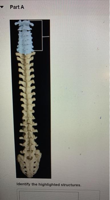 Solved Part A Identify the highlighted structures. | Chegg.com