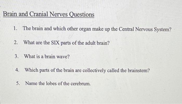 Solved Brain and Cranial Nerves Questions 1. The brain and | Chegg.com