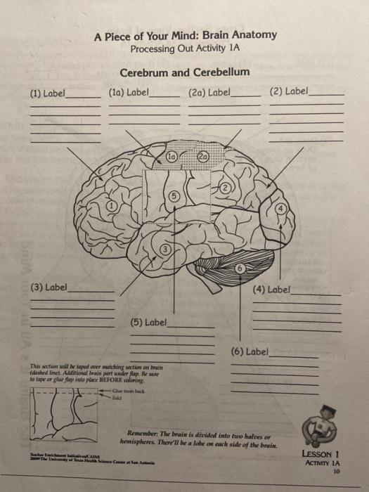 Solved A Piece Of Your Mind Brain Anatomy Processing Out Chegg