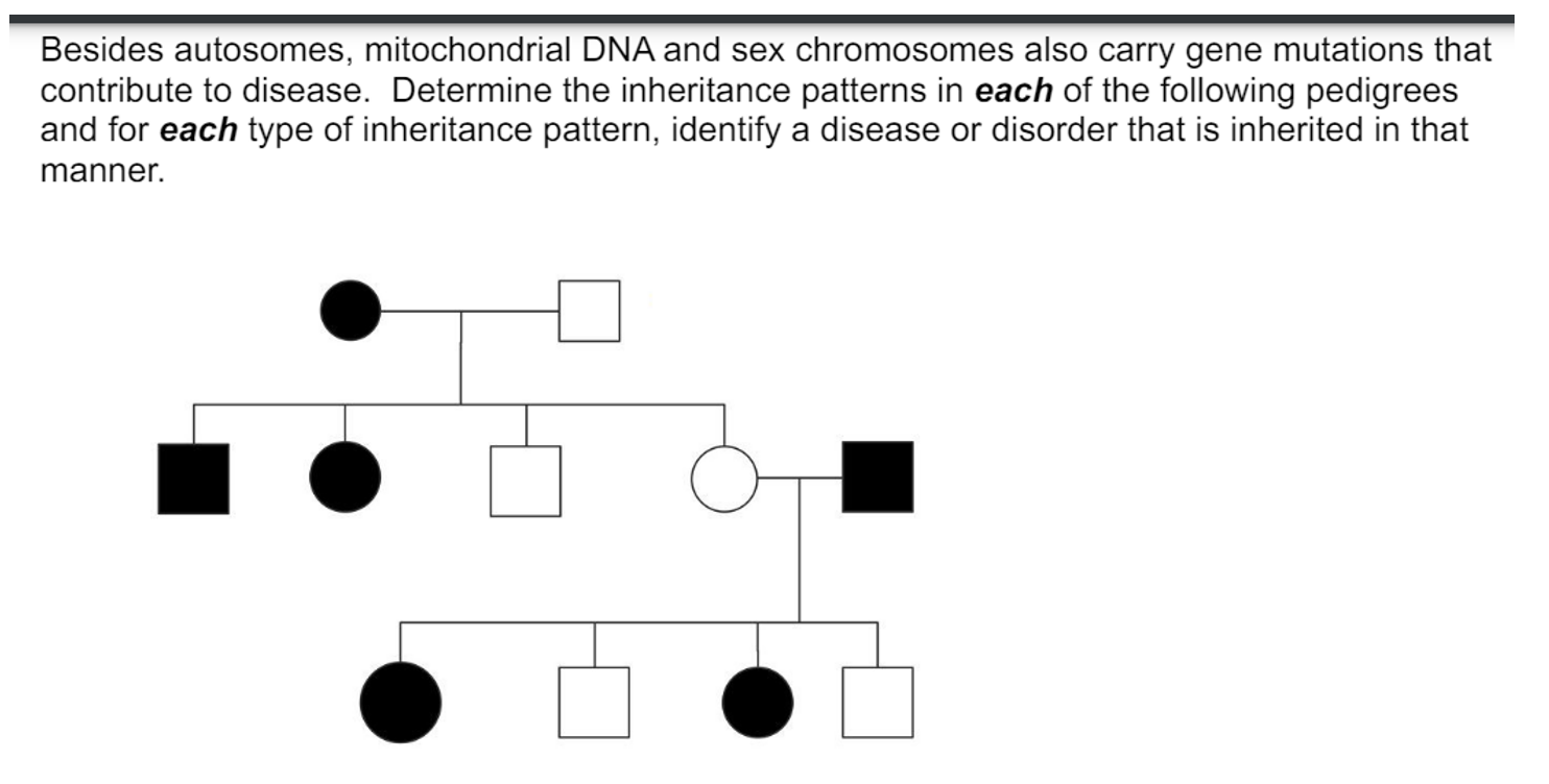 Solved Besides Autosomes Mitochondrial Dna And Sex