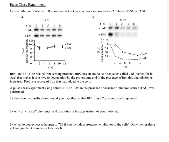 Solved Pulse Chase Experiment: General Method: Pulse with | Chegg.com
