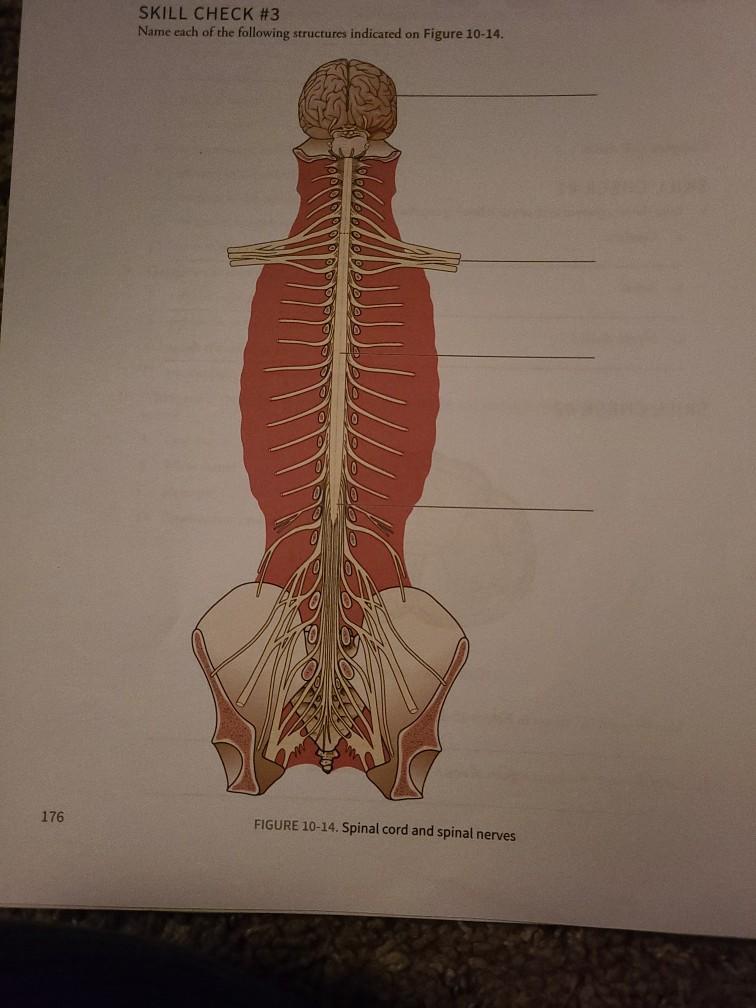 Solved Complete skill checks 1-3. SKILL CHECK #1 1. State | Chegg.com
