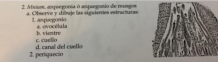 Solved 2. Mnium, arquegonia ó arquegonio de musgos 6 a. | Chegg.com