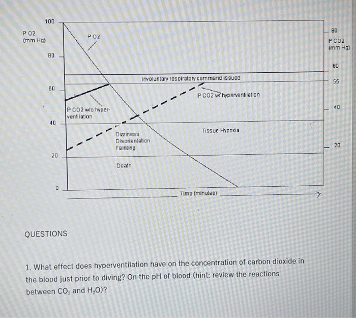 Solved Effects of Hyperventilation and Diving Jinn Li is an | Chegg.com