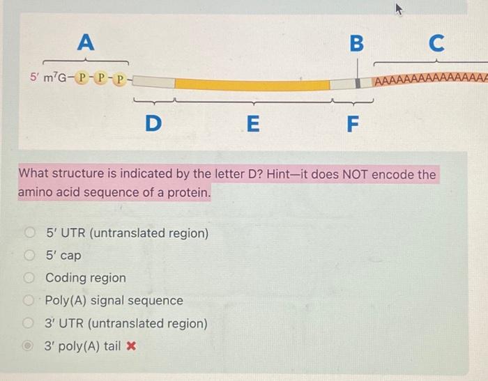 Solved What structure is indicated by the letter D? Hint-it | Chegg.com
