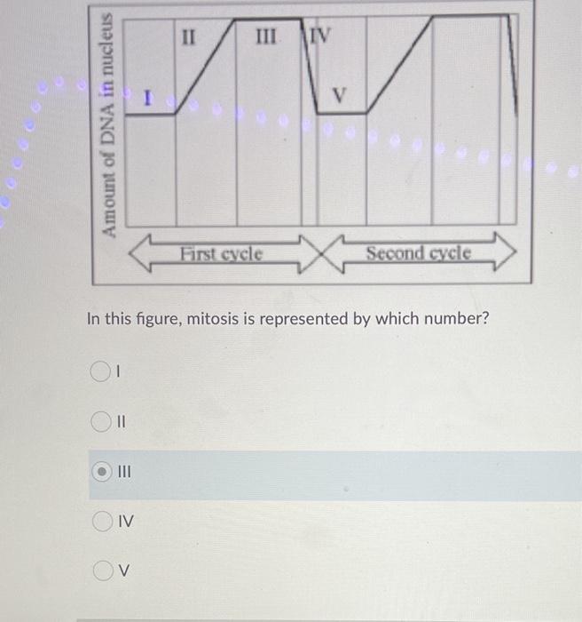 Solved II III . IV I V Amount of DNA in nucleus First cycle | Chegg.com