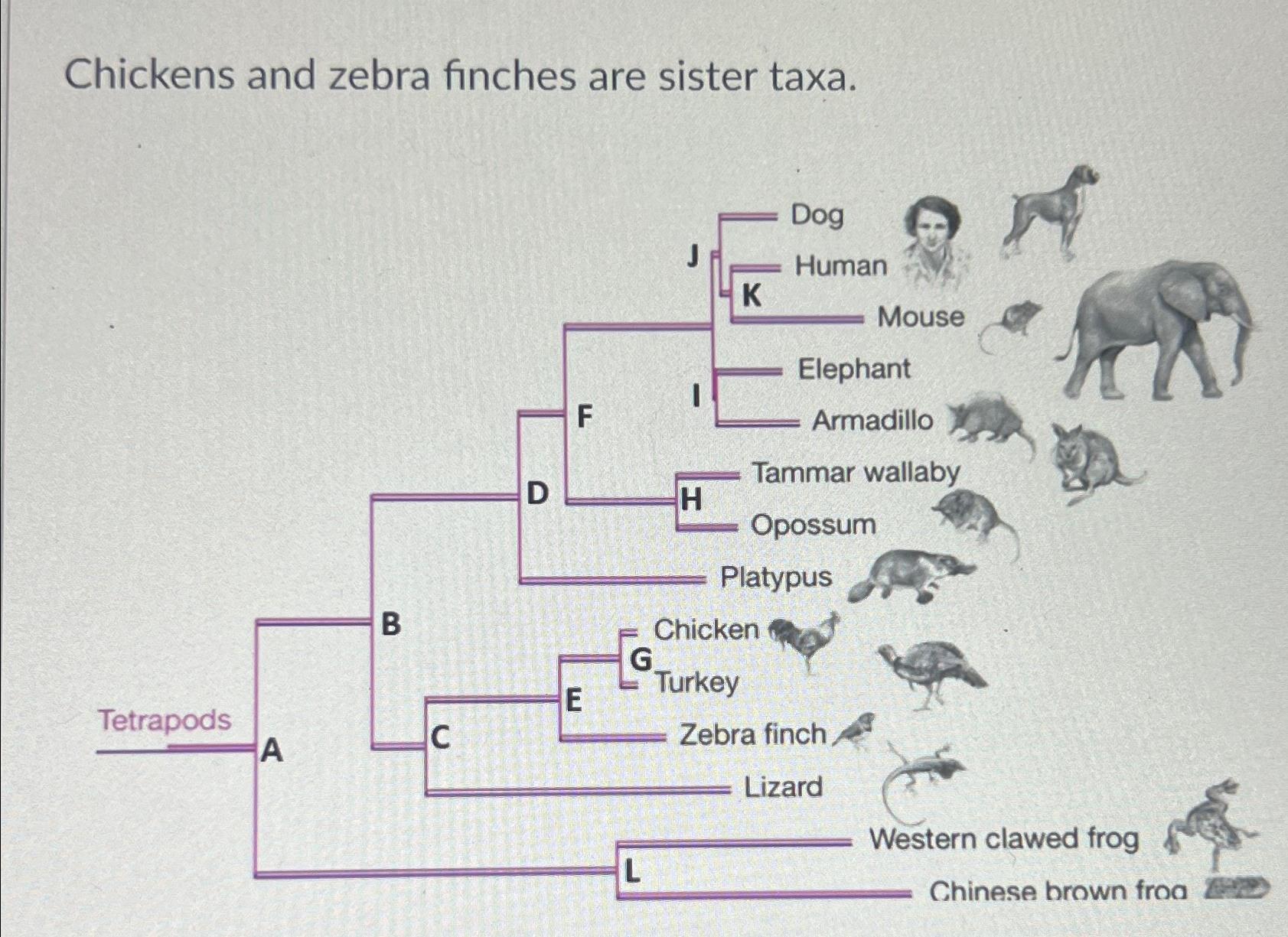 Solved Chickens and zebra finches are sister taxa. | Chegg.com