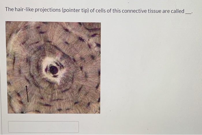 Solved Cells (pointer tip) that make the protein fibers of | Chegg.com