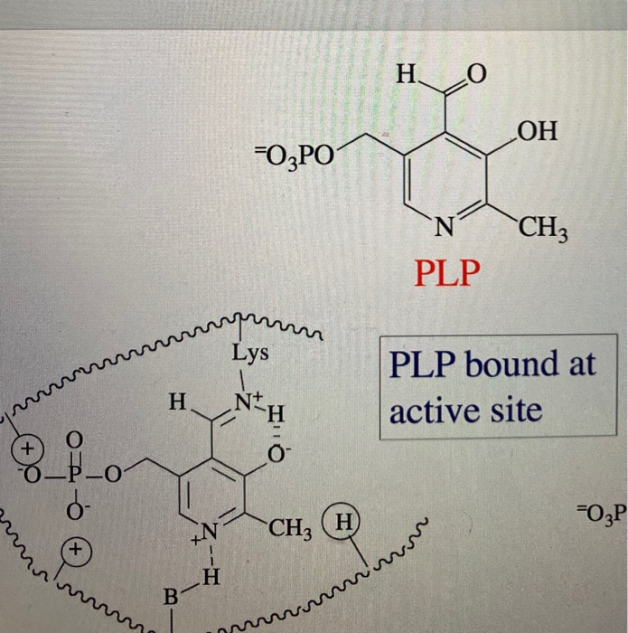 U 1. Start with unbound PLP and show the mechanism of | Chegg.com