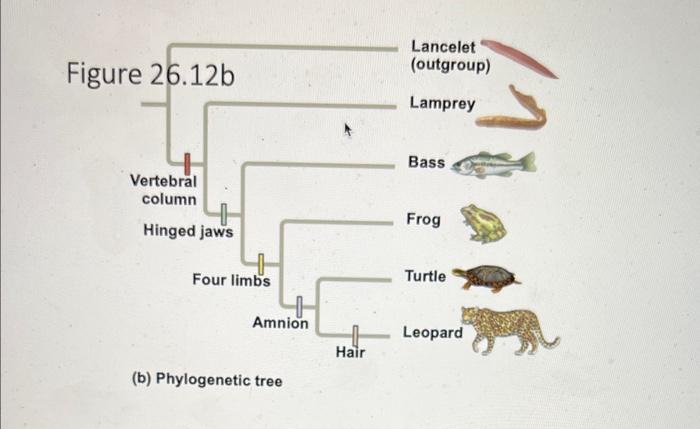 Solved Figure 26.12b Lancelet (outgroup) (b) Phylogenetic | Chegg.com