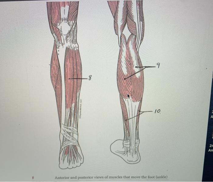 Solved Epicranial aponeurosis 2 4 3 Lateral view of muscles | Chegg.com