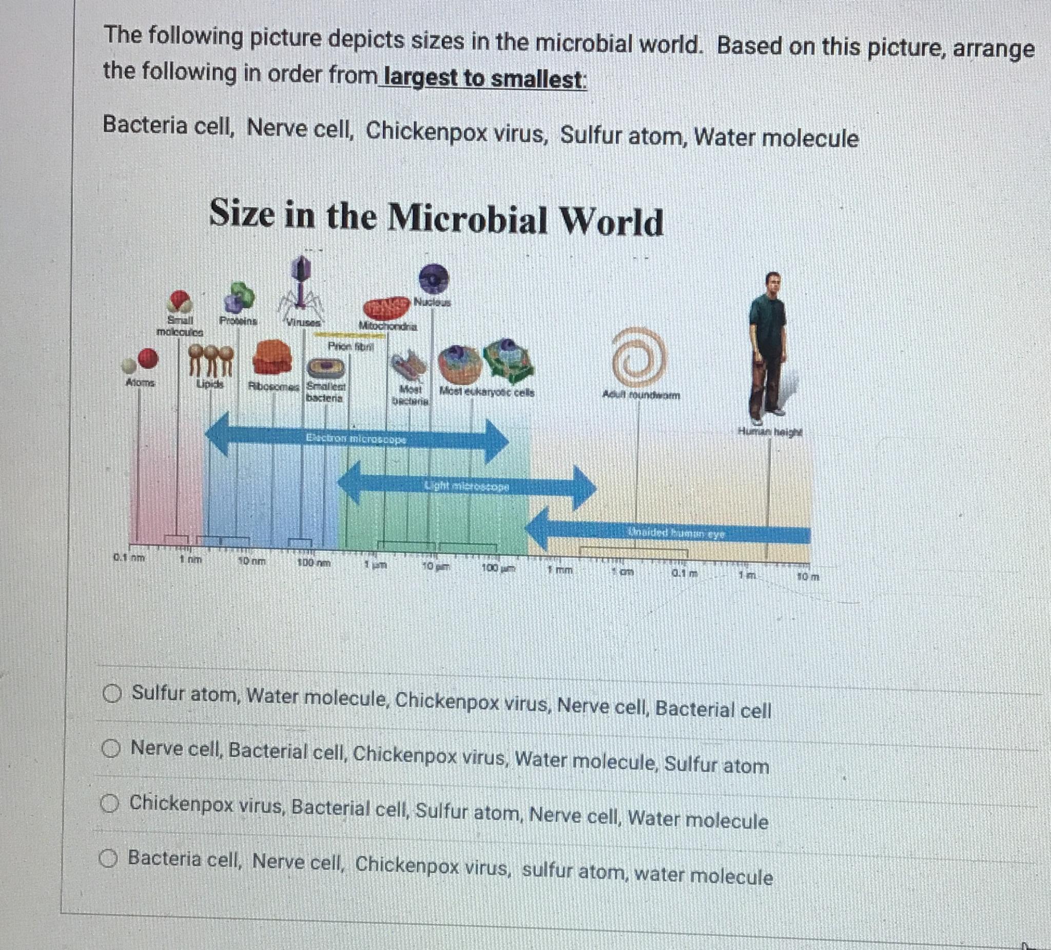 Solved The following picture depicts sizes in the microbial | Chegg.com