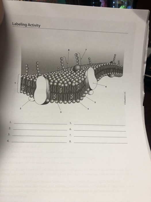 Solved Labeling Activity 2000 boC | Chegg.com