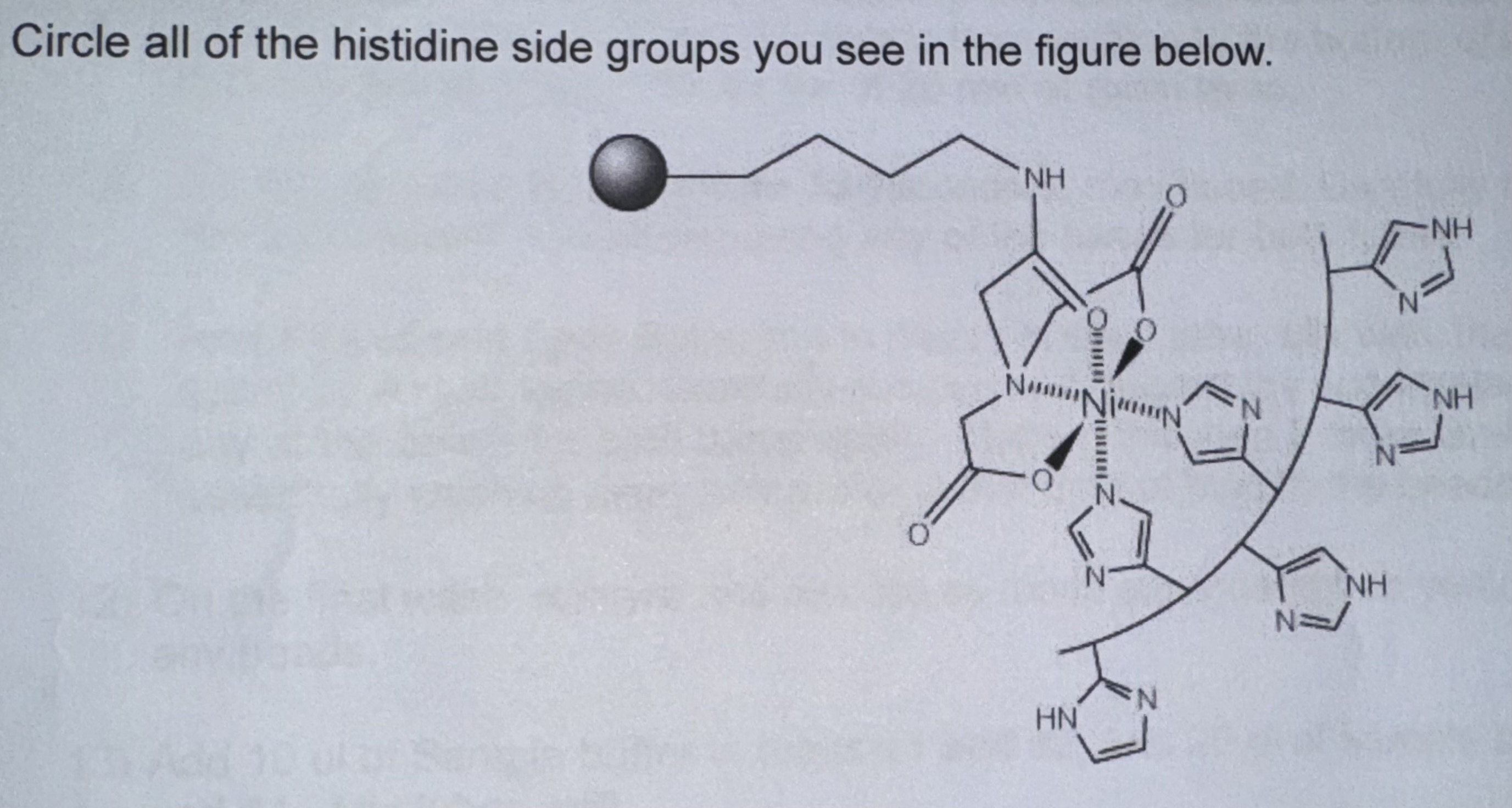 Solved Please circle all of the histidine side groups you | Chegg.com