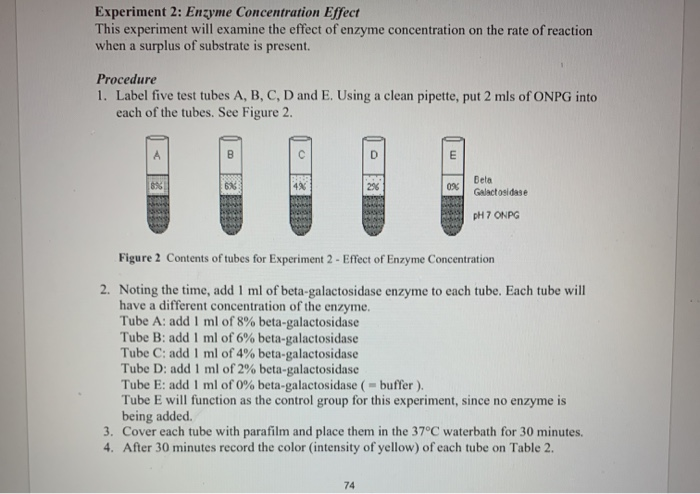 Solved Experiment 2: Enzyme Concentration Effect This | Chegg.com