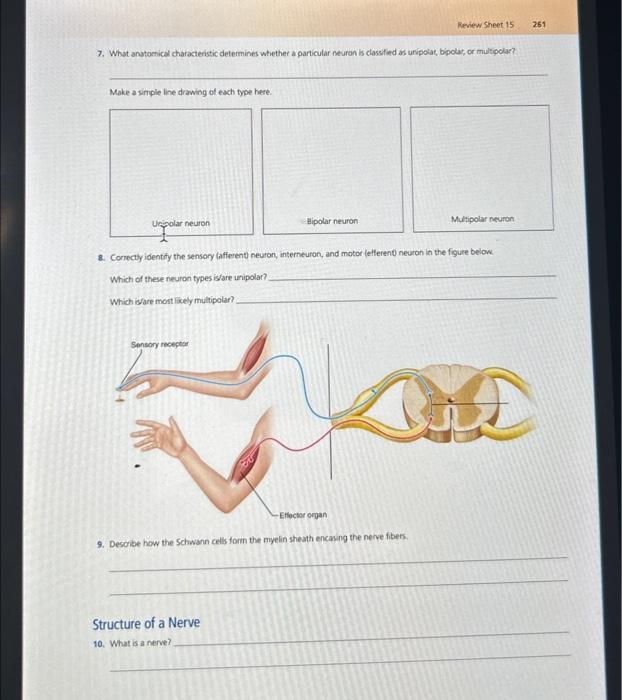 Solved 7 What Anatomical Characteristic Determines Whether 