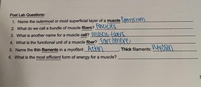 Solved Post Lab Questions: 1. Name the outermost or most | Chegg.com
