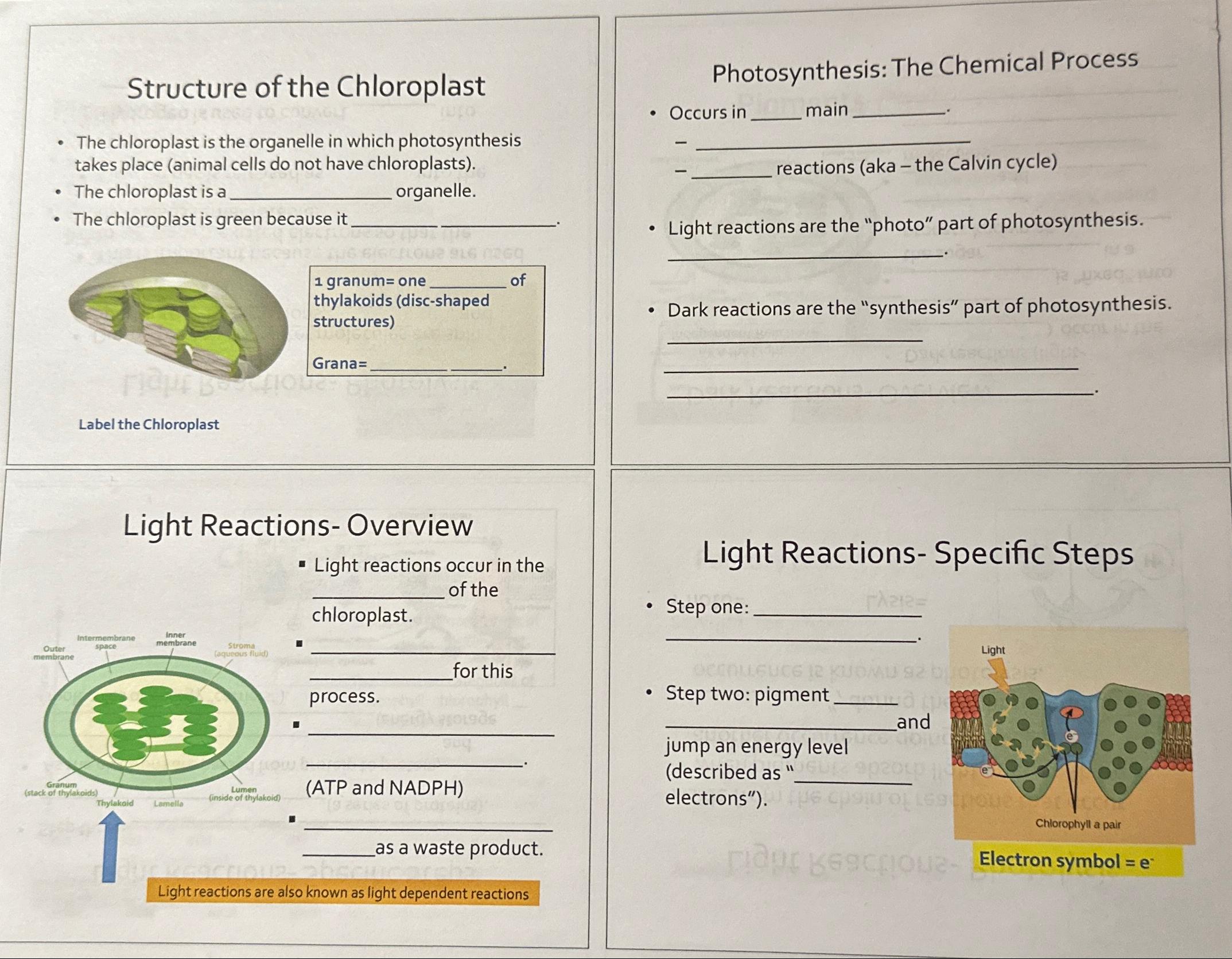 Solved Structure of the ChloroplastThe chloroplast is the | Chegg.com