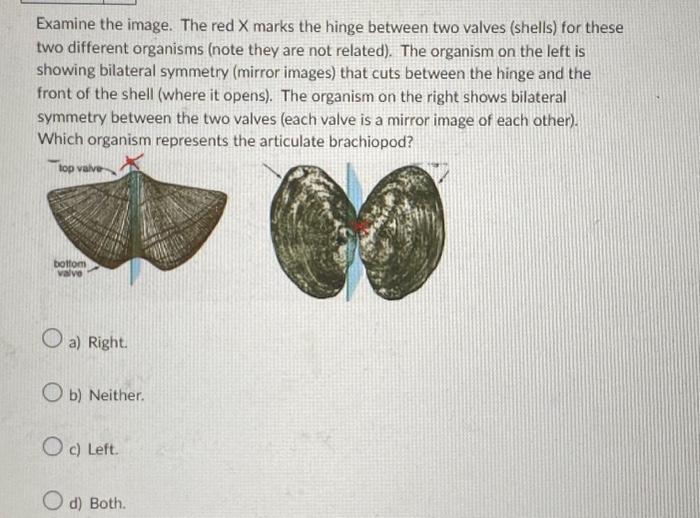 Solved Examine the image. The red X marks the hinge between | Chegg.com