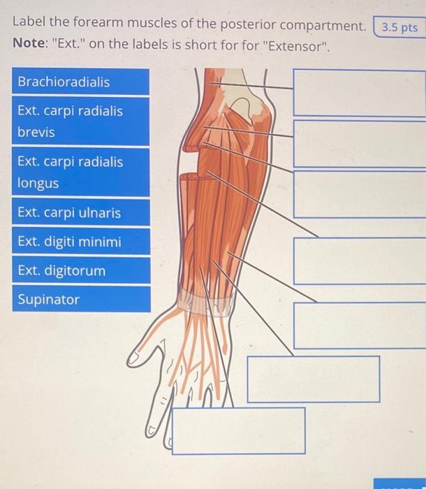 Solved Label the forearm muscles of the posterior | Chegg.com