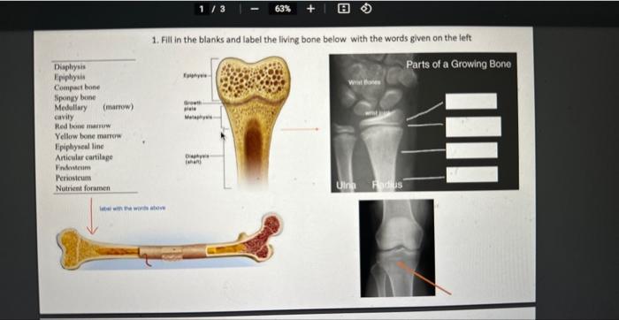 Solved 1. Fill in the blanks and label the living bone below | Chegg.com