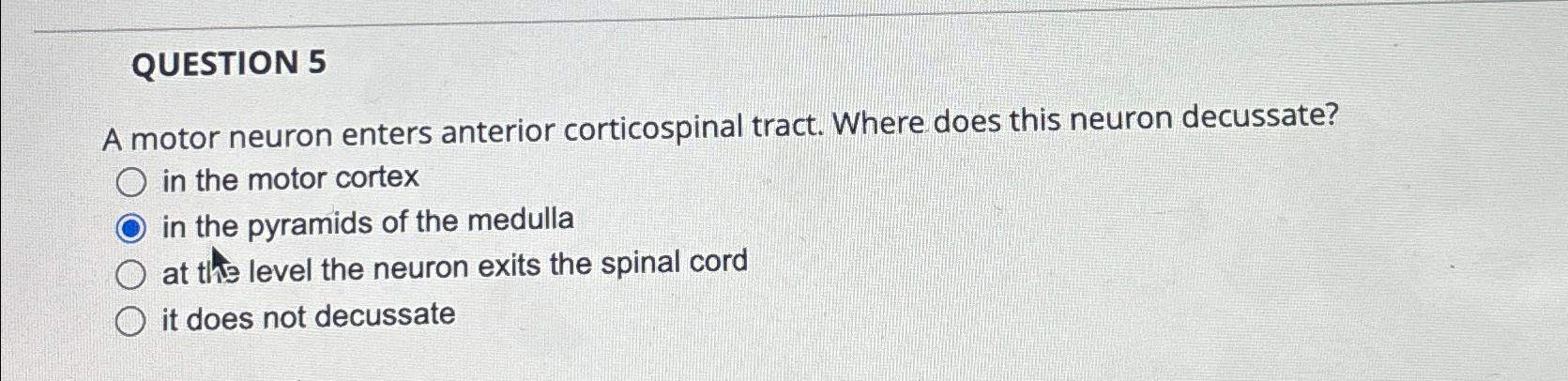 Solved QUESTION 5A motor neuron enters anterior | Chegg.com