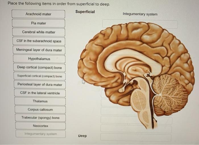 Solved Integumentary system Place the following items in | Chegg.com