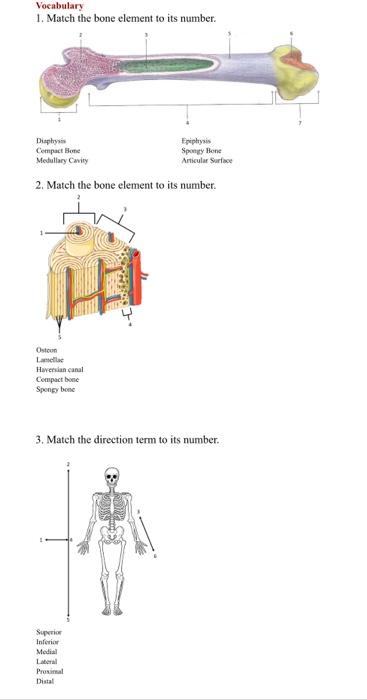 Solved Vocabulary 1. Match the bone element to its number. | Chegg.com
