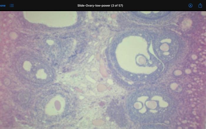 Solved The slide you viewed in this exercise was from a | Chegg.com