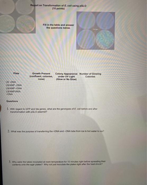 Solved Report on Transformation of E. coli using PGLO (10 | Chegg.com