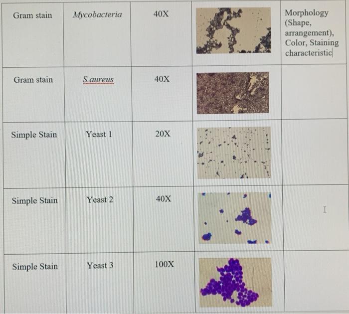 Staphylococcus Aureus Gram Stain 100x
