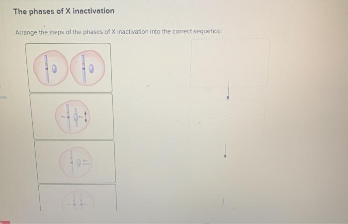 The phases of X inactivation Arrange the steps of the | Chegg.com