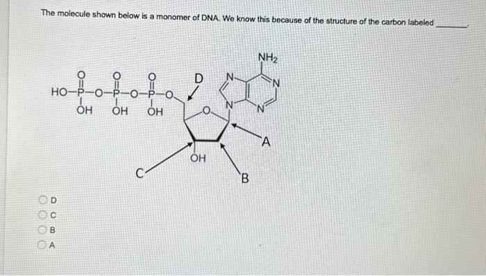 Solved The molecule shown below is a monomer of DNA. We know | Chegg.com