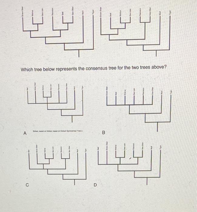 Solved 본 Which tree below represents the consensus tree for | Chegg.com