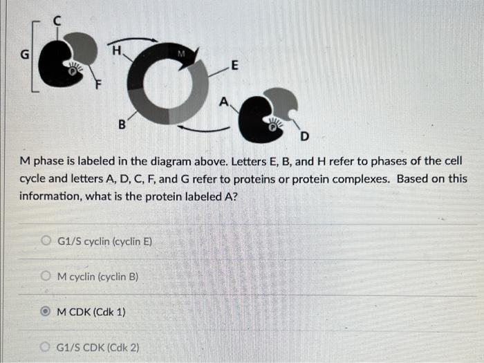 Solved M phase is labeled in the diagram above. Letters E,B, | Chegg.com