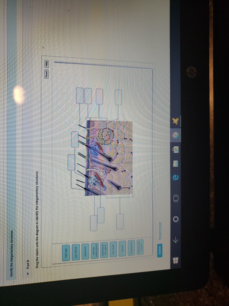 Solved Identify the integumentary structures. Part A Drag | Chegg.com